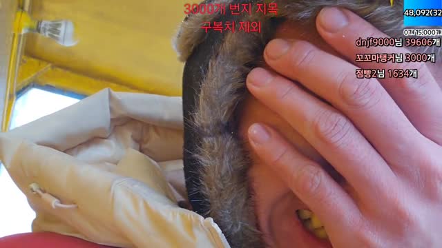 [캐치][폭설] 강원도 인제 70m 번지 3000개 지목 번지 x구복치 | SOOP VOD