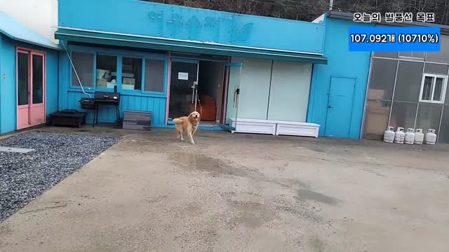 [캐치][씨나인] 씨나인 비키니 레전드 다시보기x mt | SOOP VOD