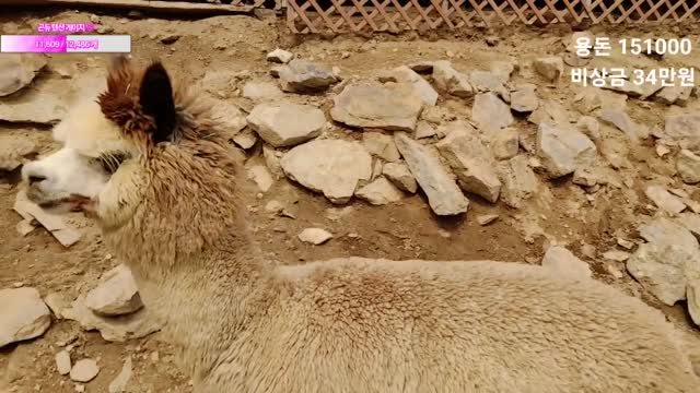 [캐치]홍천알파카월드 용돈주사위 여행 +66-77 | SOOP VOD