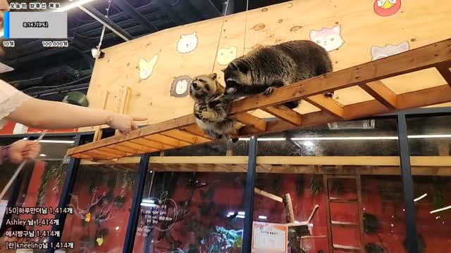 [캐치]욕심 많은 라쿤 | SOOP VOD