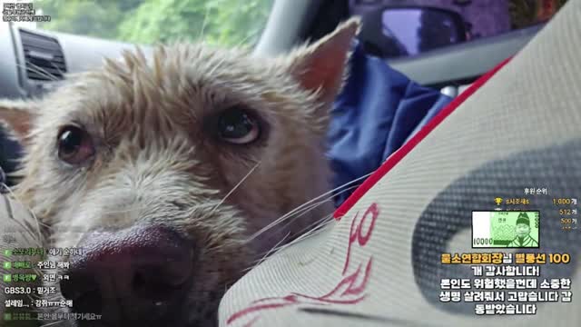 [클립]충남)홍수대피령ㅡ서산/아산 강수량419mm | SOOP VOD