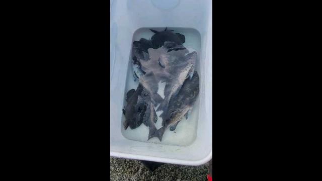 거제도 벵에돔 도보 조과 10.30 | SOOP VOD