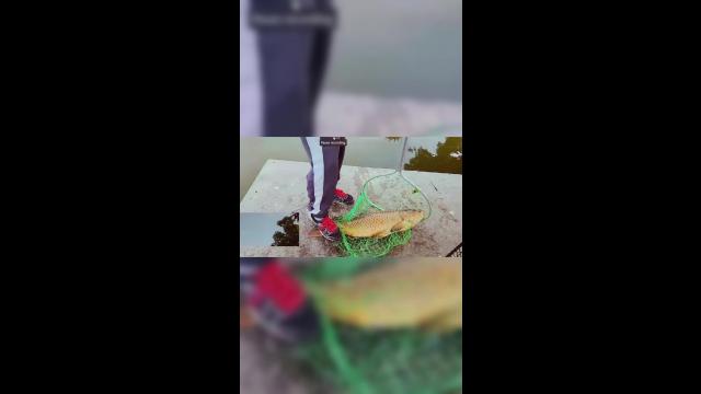 [캐치]Great Escape 잉어대탈출 | SOOP VOD